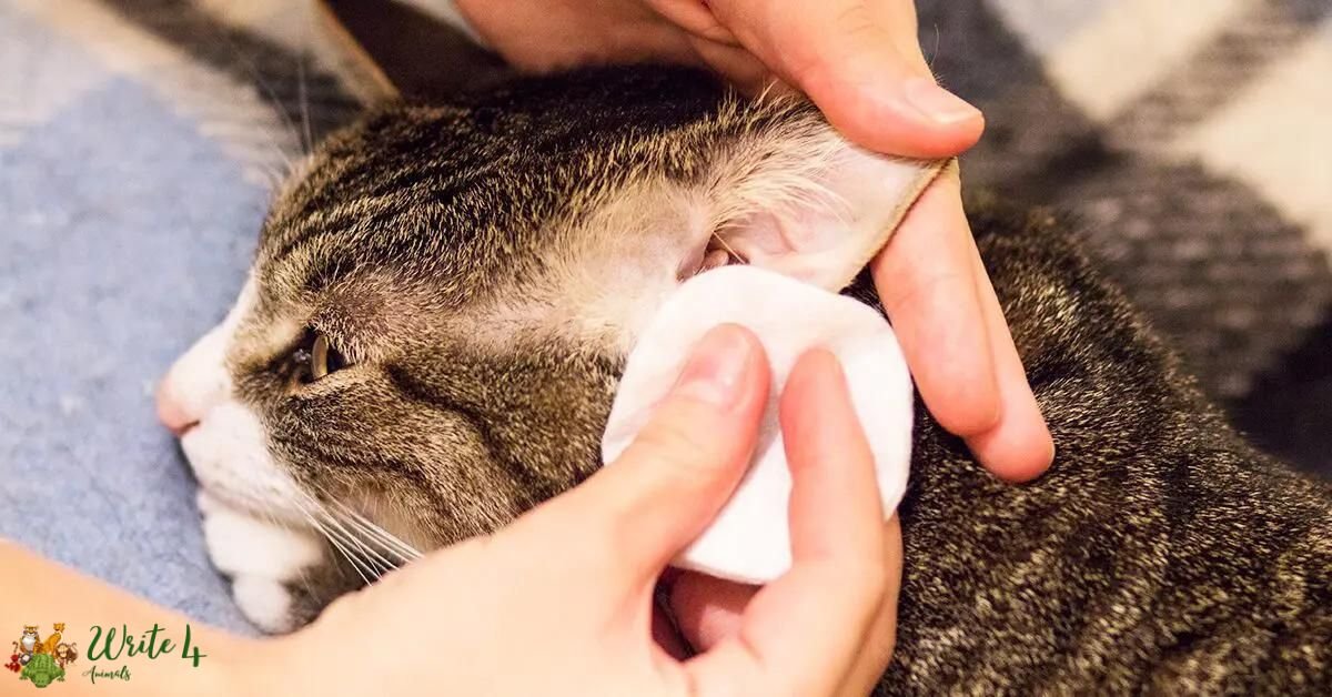 What Is The Black Gunk In My Cat’s Ears – It’s Not Mites