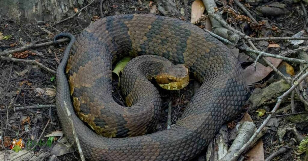 15 Swamp Animals in the World | Animals that live in swamps