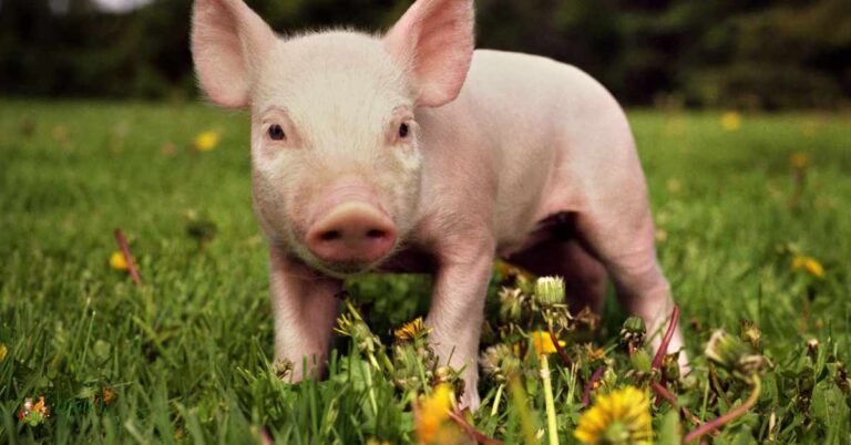 15 Cute Pink Animals | rare pink animals