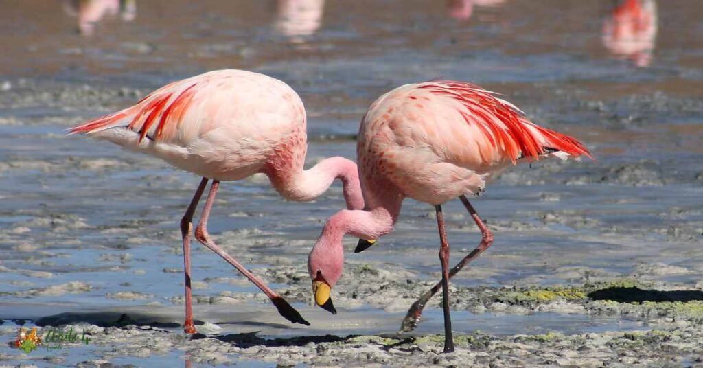 15 Cute Pink Animals | rare pink animals