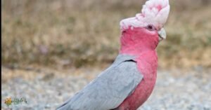 15 Cute Pink Animals | rare pink animals