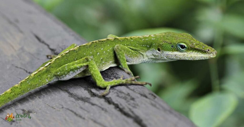 15 Green animals in the world | animals that are green