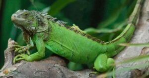15 Green animals in the world | animals that are green