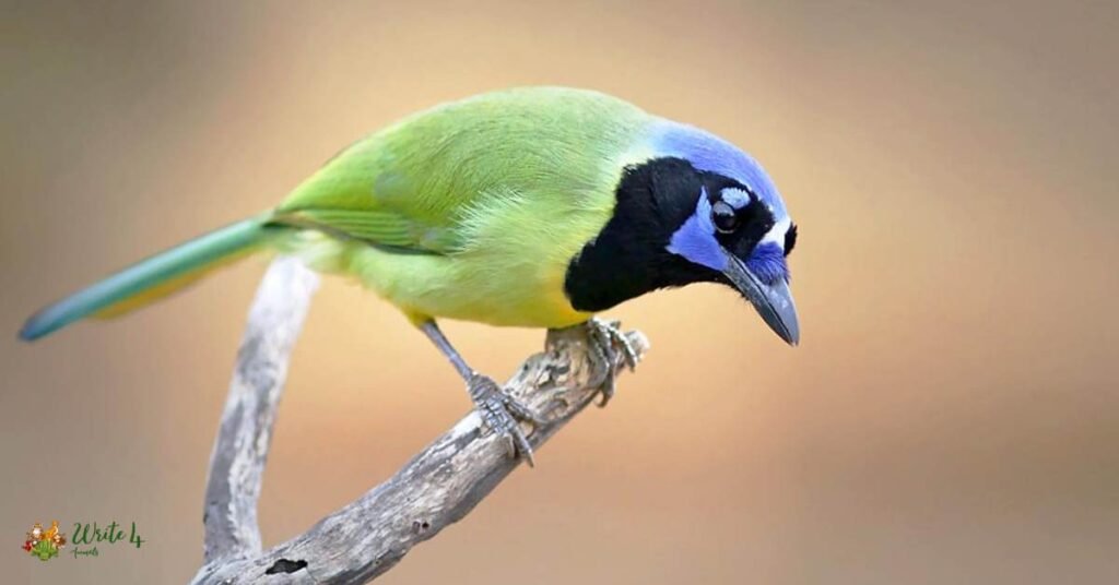 15 Green animals in the world | animals that are green