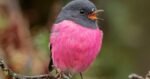 15 Cute Pink Animals | rare pink animals