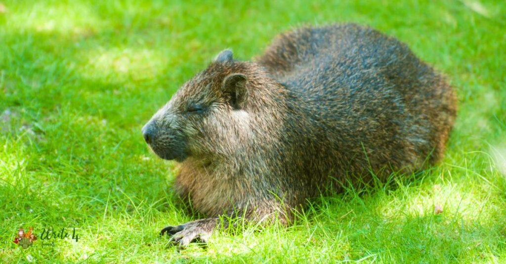 10 Animals in Cuba | animals found in cuba