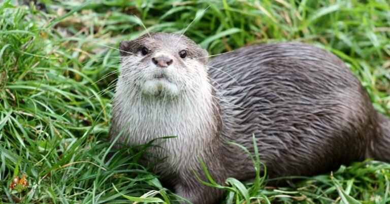 Top 10 animals in ireland