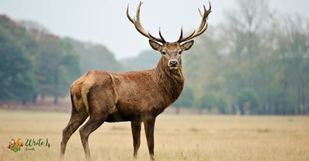 Top 10 animals in ireland