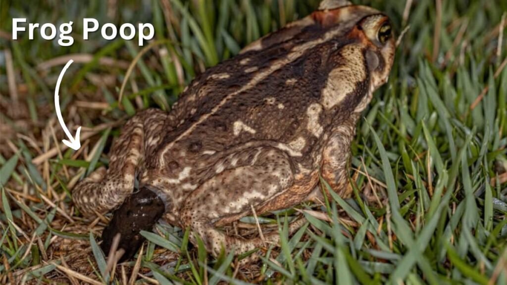 What Does Frog Poop Look Like? A Concise Guide